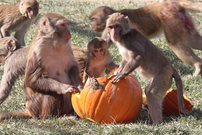Family of monkeys with Halloween pumpkins - Come See Our World