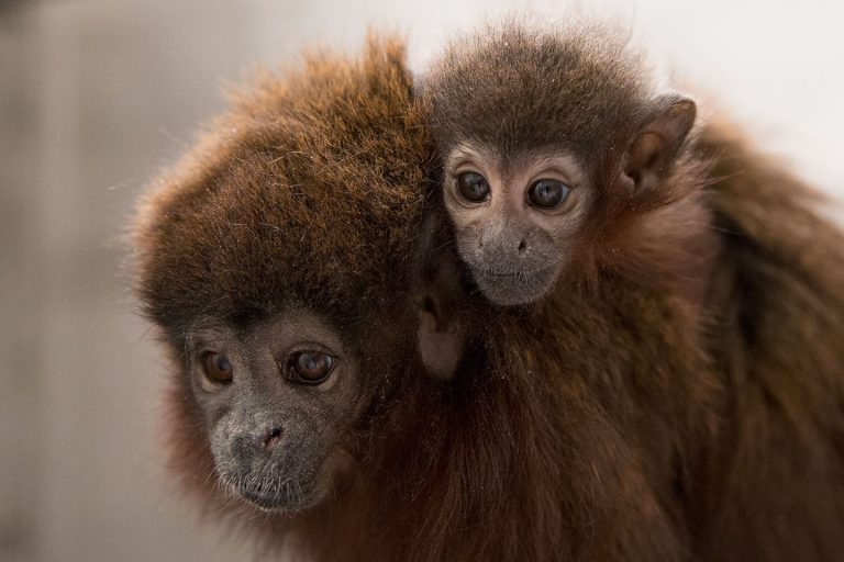 Father caring for infant - Come See Our World