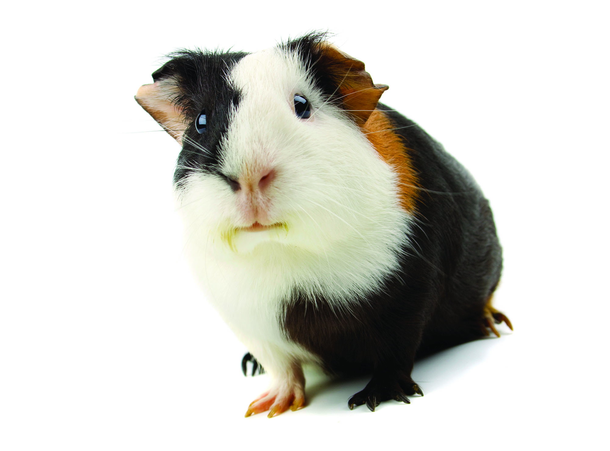 Guinea Pig - Come See Our World