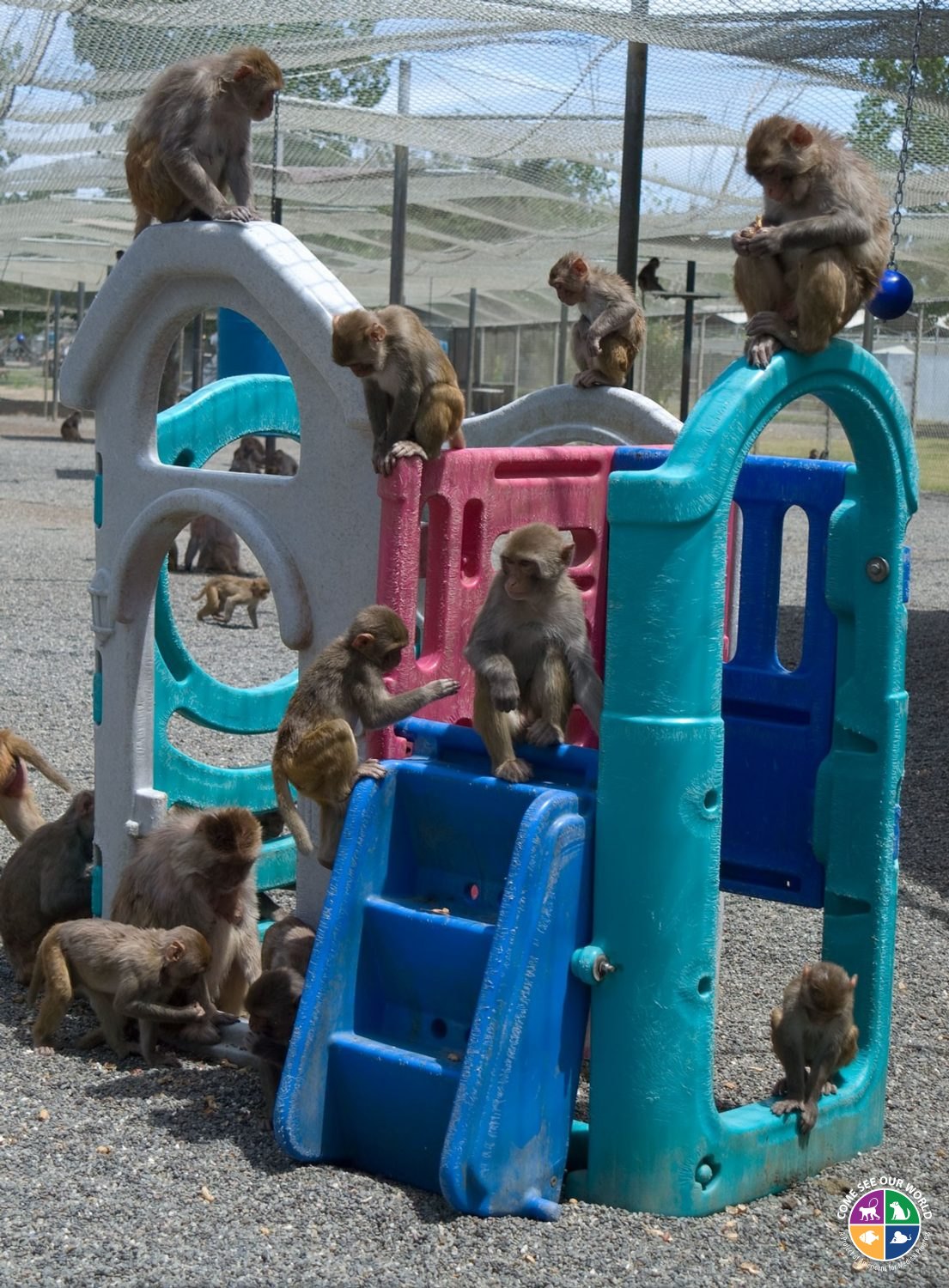 Monkey play yard - Come See Our World