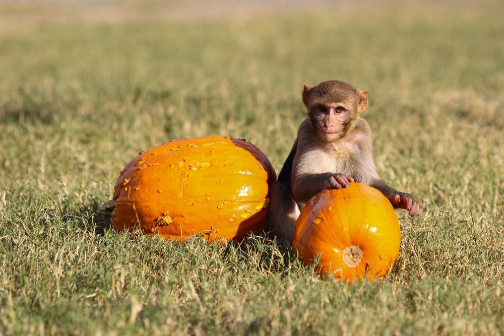 Monkey with Halloween pumpkins - Come See Our World