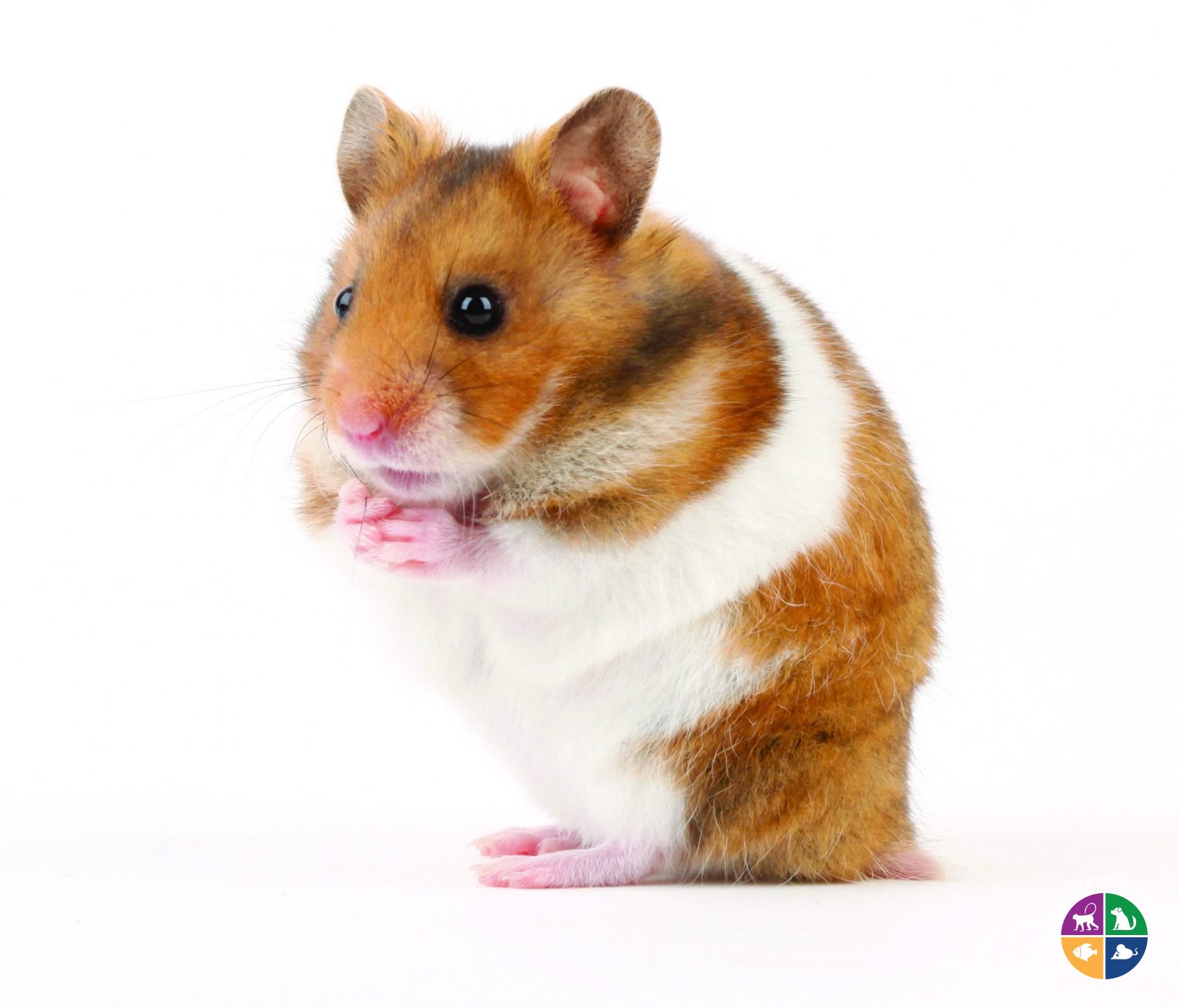 Hamster - Come See Our World