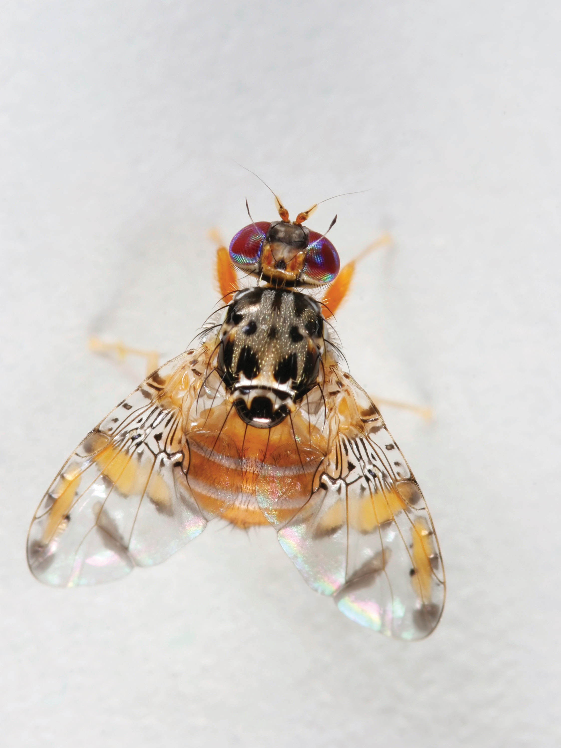 Fruit Fly - Come See Our World