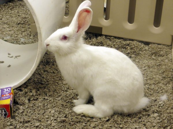 Research rabbit a - Come See Our World