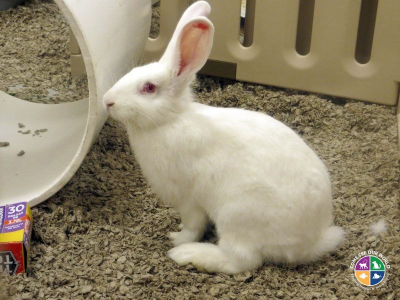 Research rabbit a - Come See Our World