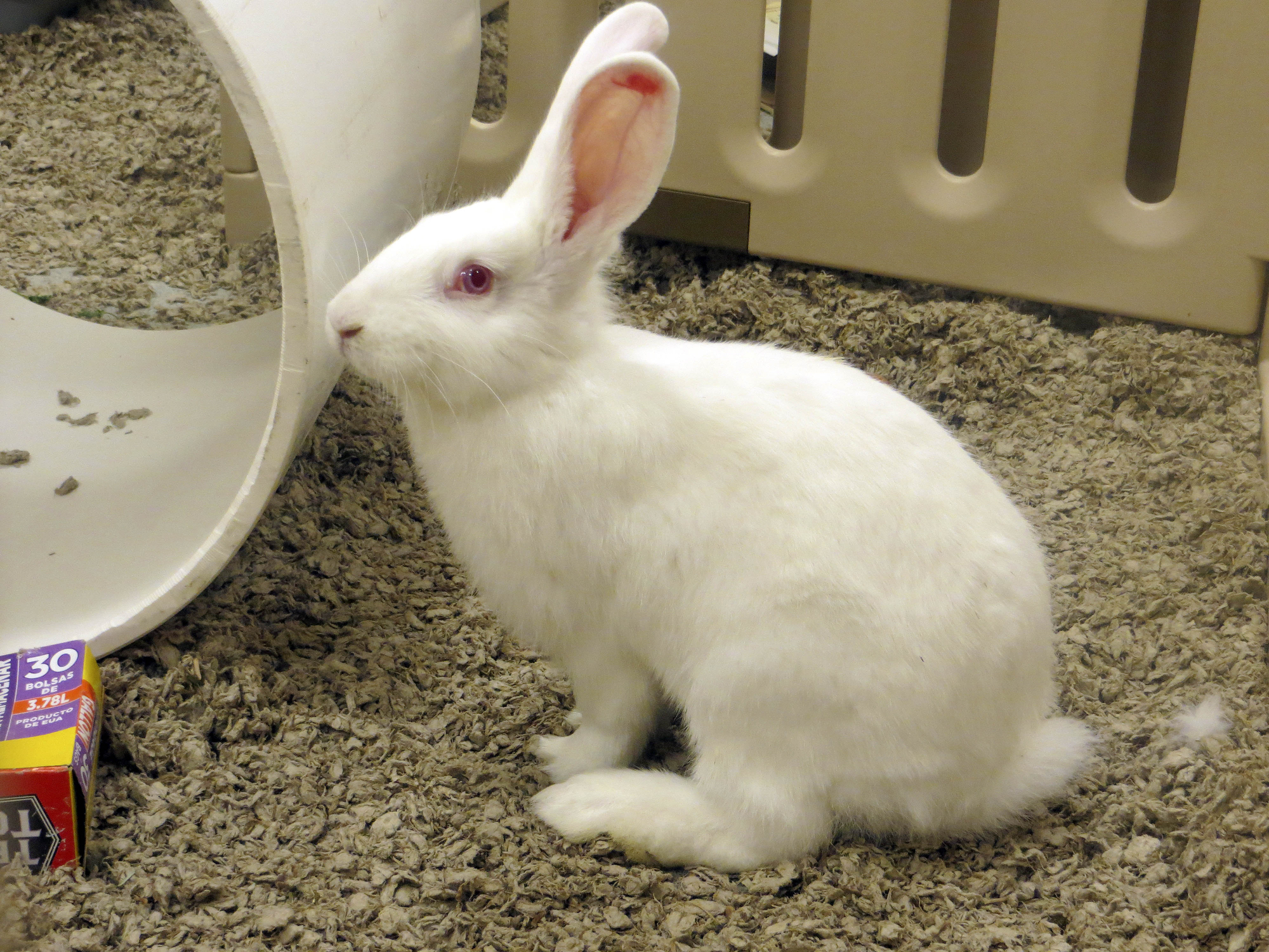 Research rabbit a - Come See Our World