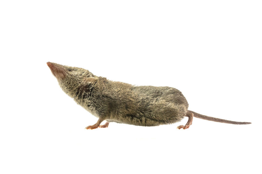 Japanese shrew - Come See Our World