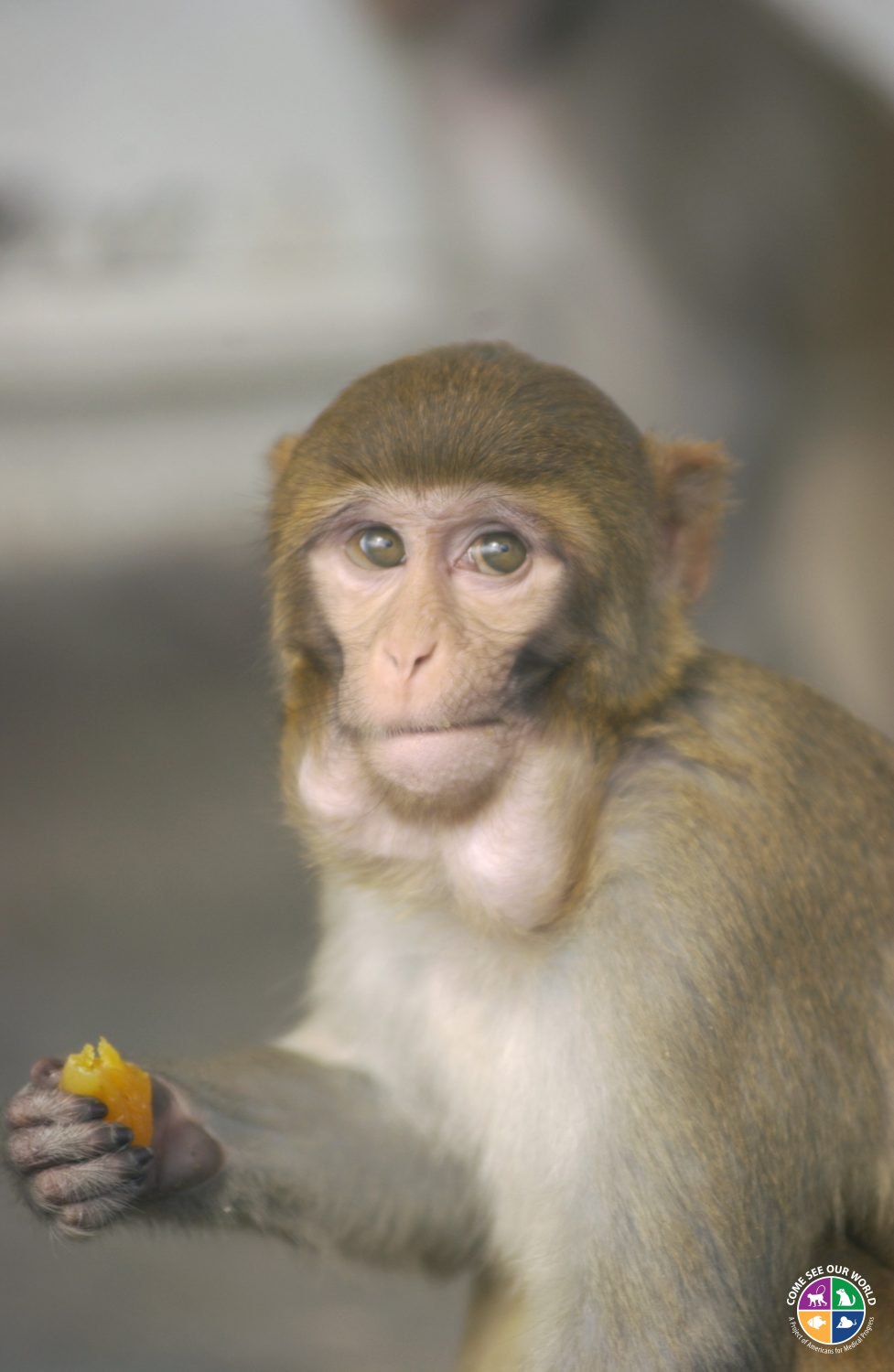 Monkey Eating Oranges - Come See Our World