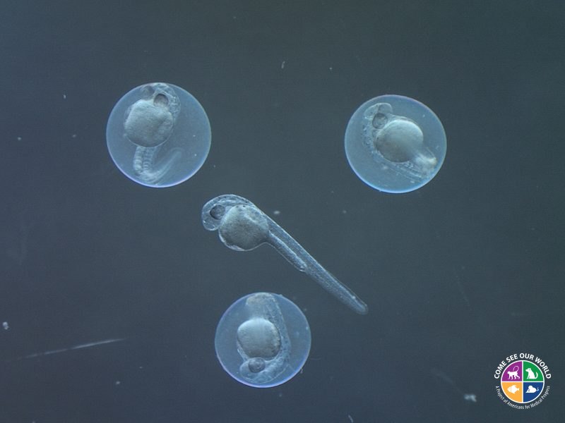 Zebrafish embryos - 30-hours-old - Come See Our World