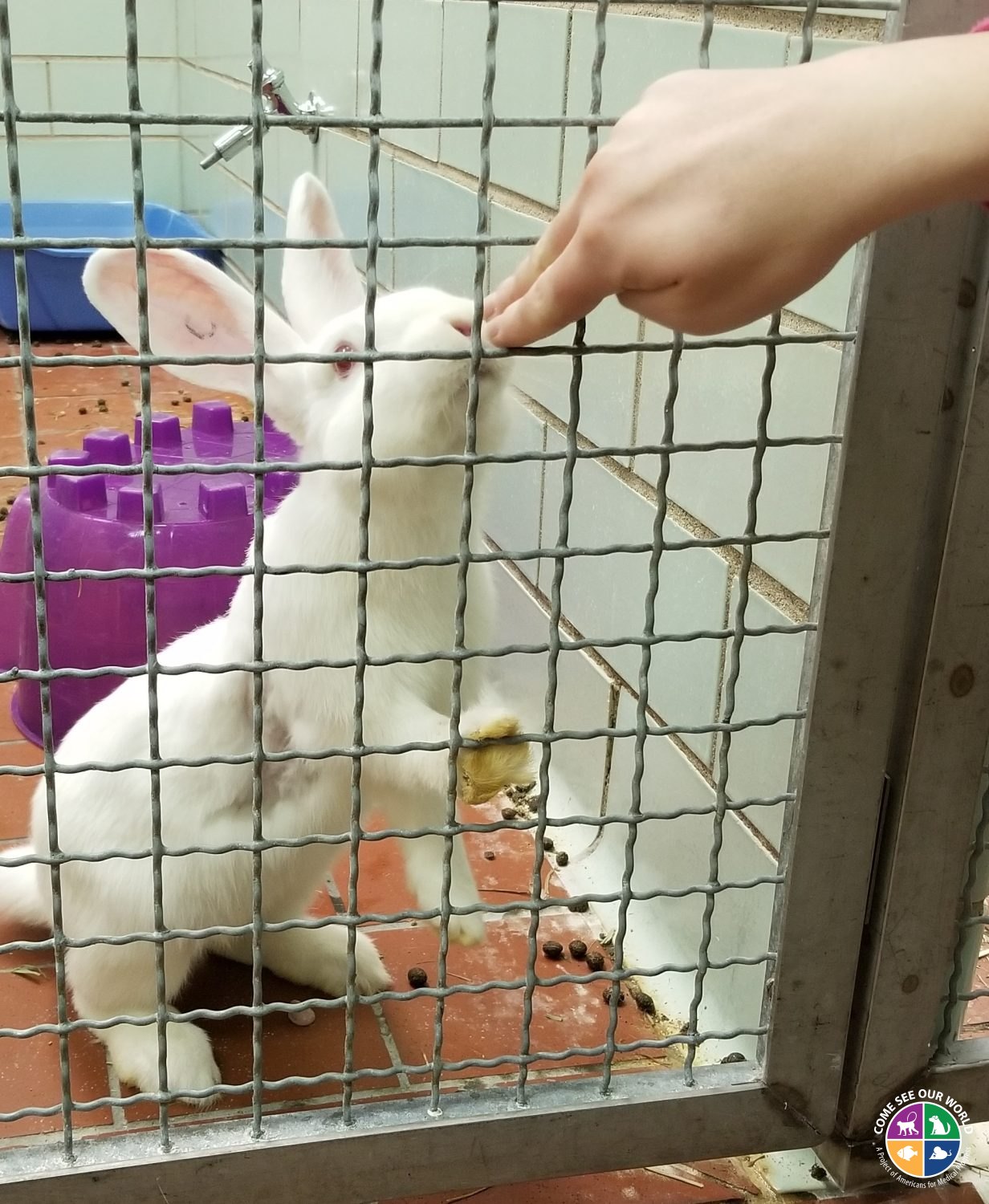 Positive reinforcement for bunny checks - Come See Our World