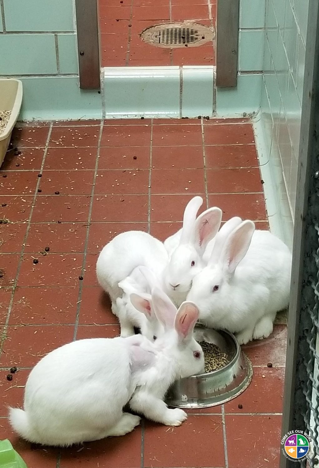 Socially housed rabbits - Come See Our World