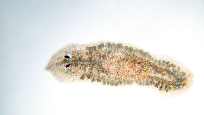 This one, newly discovered cell can remake a whole animal - Come See ...