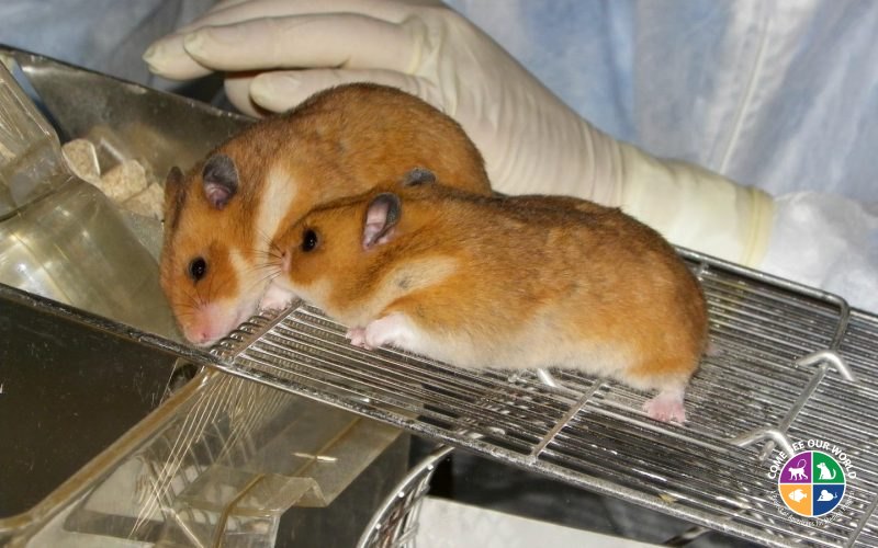 Handling Hamsters Come See Our World Handling Hamsters Come See Our World