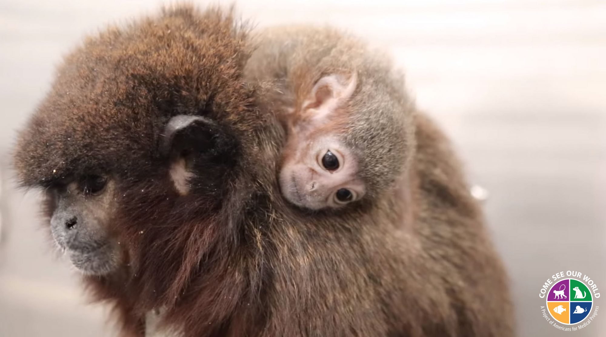 Titi Monkey (Callicebus cupreus) Colony at the California National ...
